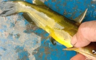 黄骨鱼价格今日价多少钱一斤_黄骨鱼最新行情