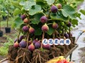 无花果树怎么养_无花果树几年结果