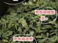 罗布麻茶什么人不能喝_罗布麻茶禁忌人群