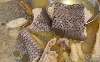 蛇肉龙凤汤怎么做_蛇肉龙凤汤正宗做法