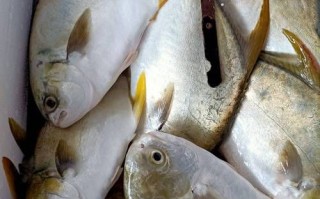 金昌鱼的营养价值_金昌鱼适合什么人吃 金昌鱼的营养价值_金昌鱼适合什么人吃