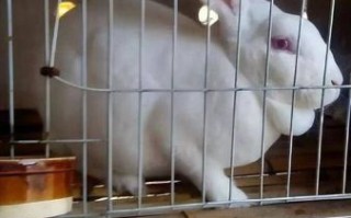 兔子怎么养_兔子吃什么最健康