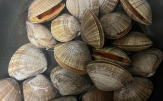 蛤蜊有几种_常见品种及区别