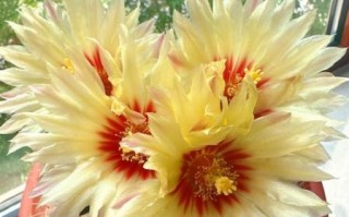 仙人掌开花是什么兆头_仙人掌开花寓意