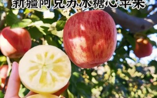 阿克苏苹果多少钱一斤_2024年最新行情