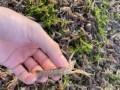 澳洲淡水小龙虾怎么养_澳洲淡水小龙虾价格多少钱一斤