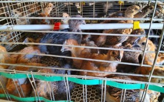 乌骨鸡苗多少钱一只_乌骨鸡苗价格行情