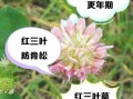 三叶草的功效与作用_三叶草可以长期泡水喝吗