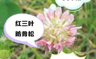 三叶草的功效与作用_三叶草可以长期泡水喝吗