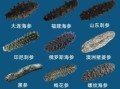 海参价格多少一个_海参多少钱一只