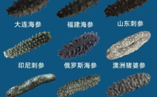 海参价格多少一个_海参多少钱一只