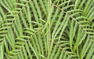 孜然树长什么样子_孜然树图片真实形态