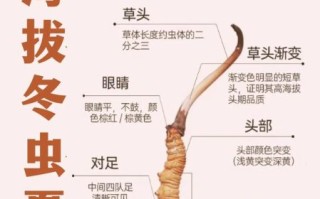 草药大全图片与作用_如何辨别真假草药