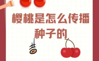 樱桃种子怎么传播_樱桃靠什么自然扩散