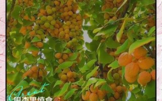 银杏果图片_如何正确食用 银杏果图片_如何正确食用