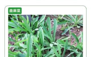 常吃野菜有哪些好处_野菜图片怎么辨认