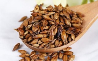 大麦茶抗癌还是致癌_真相揭秘