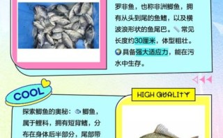 罗非鱼和鲫鱼的区别_哪个更好吃