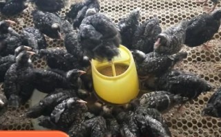 芦花鸡苗批发价格_芦花鸡苗哪里买