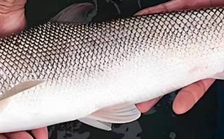 淡水银鳕鱼刺多吗_适合宝宝吃吗