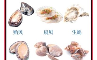 贝壳类海鲜有哪些品种_如何挑选最新鲜的贝类