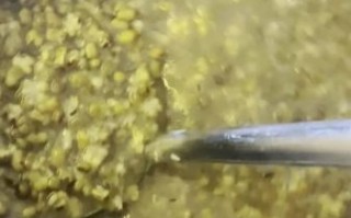 绿豆泡一晚上_绿豆泡一晚上第二天还能吃吗