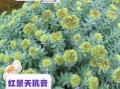 红景天有什么功效与作用_红景天适合什么人吃