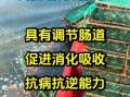 龙虾吃什么食物_龙虾饲料怎么选