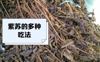 干紫苏叶怎么吃_干紫苏叶泡水喝的正确方法