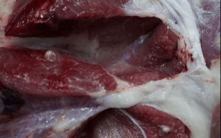 猪肉绦虫感染症状_猪肉绦虫潜伏期多久