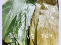 粽子叶图片怎么选_新鲜粽叶和干粽叶区别
