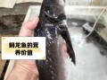 鲟龙鱼多少钱一斤_鲟龙鱼价格为什么差别大