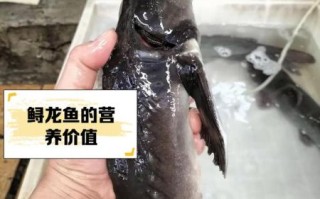 鲟龙鱼多少钱一斤_鲟龙鱼价格为什么差别大