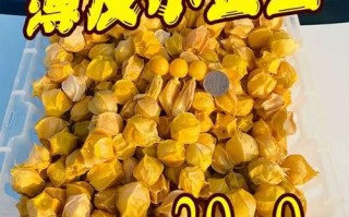 洋菇茑是什么_洋菇茑怎么种植