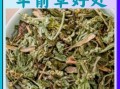 车前草图片功效与作用_车前草能降高血压吗