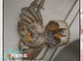 河螃蟹死多久不能吃_如何判断河蟹是否变质