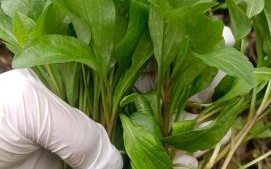 农村野菜大全配图片和名字_农村野菜有哪些