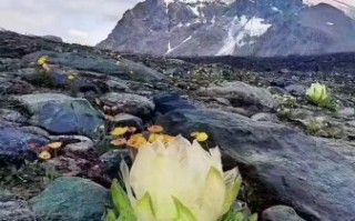 野生雪莲花多少钱一斤_如何辨别真假