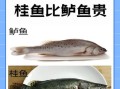 5斤桂鱼多少钱_桂鱼价格行情