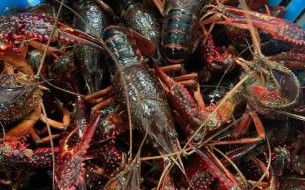 活的小龙虾怎么保存_活的小龙虾高清图片怎么看新鲜度