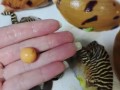 椰子螺珠是什么_椰子螺珠值钱吗
