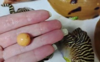 椰子螺珠是什么_椰子螺珠值钱吗