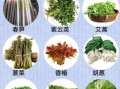 野菜大全名单_哪些野菜可以吃