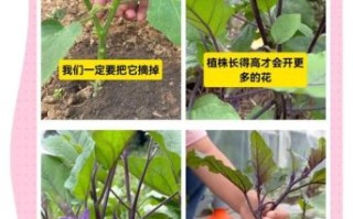 茄子种植技术与管理_茄子怎么种才能高产