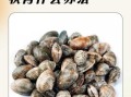 蛤蜊怎么吐沙干净_如何让蛤蜊彻底吐沙