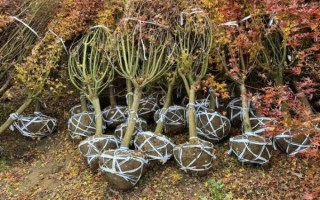 鸡爪槭是常绿还是落叶_鸡爪槭冬天会落叶吗