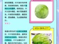 球生菜和生菜的区别_哪个更脆更甜
