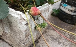 白草莓种植方法_白草莓多少钱一斤