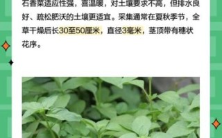 石香菜的功效与作用_石香菜怎么吃最好 石香菜的功效与作用_石香菜怎么吃最好