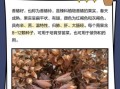 香椿籽怎么吃_香椿籽的功效与食用禁忌